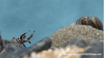 Jumping Spiders GIFs - Get the best GIF on GIPHY
