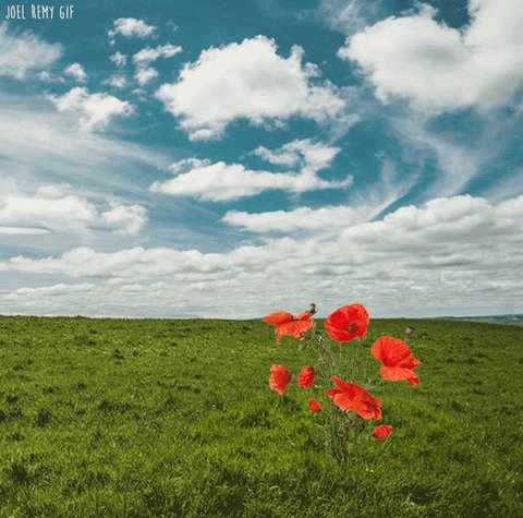 Collage Poppies GIF - Find & Share on GIPHY