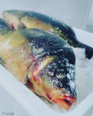 Pescado Frito GIFs - Get the best GIF on GIPHY