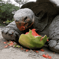 Turtle Eating Gif