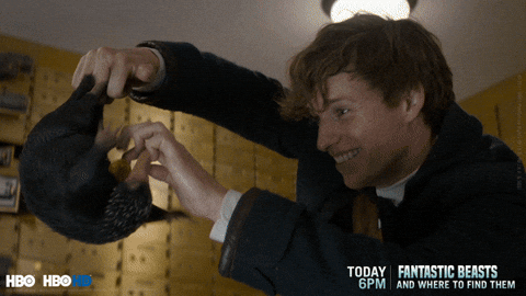 Fantastic-beast GIFs - Get the best GIF on GIPHY