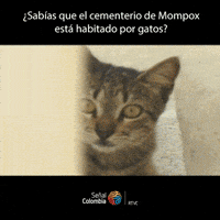 Gato Shitpost GIFs - Find & Share on GIPHY