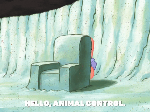 Hello Animal GIFs - Get the best GIF on GIPHY