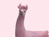 Dancing Alpaca Gif