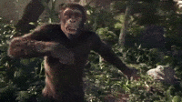 Dancing Chimp Gif