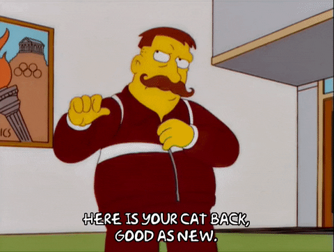 Cat Back GIFs - Get the best GIF on GIPHY