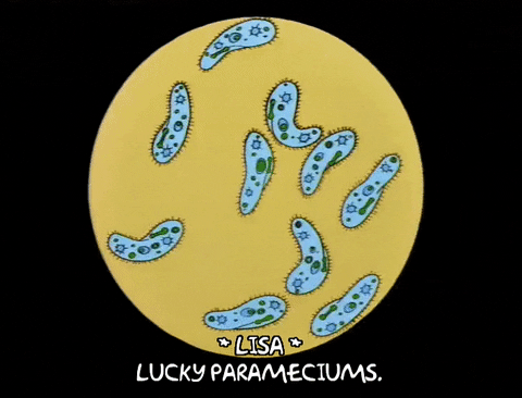 Bactaria GIFs - Get the best GIF on GIPHY