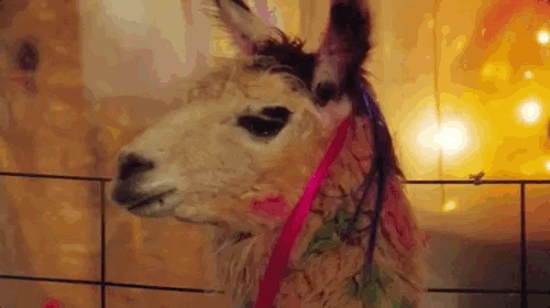 Scared Famous Llama GIF by VH1 - Find & Share on GIPHY