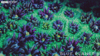 Coral Real World Gif