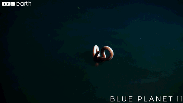 Blue Planet Ocean GIF by BBC Earth - Find & Share on GIPHY