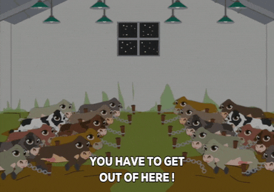 Calves GIF by South Park - Find & Share on GIPHY