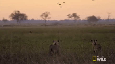Nat Geo Wild GIF by Savage Kingdom - Find & Share on GIPHY