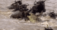 Wildebeest Migration Gif