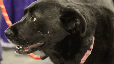 Black Lab Dog GIF by Westminster Kennel Club - Find & Share on GIPHY