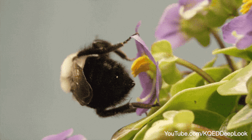 GIF by KQEDScience - Find & Share on GIPHY