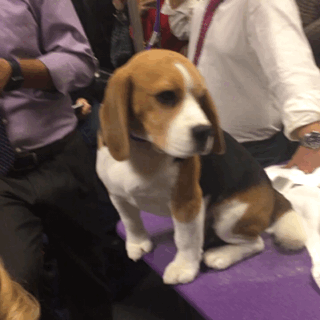 Westminster Dog Show Dogs GIF by Westminster Kennel Club - Find & Share ...