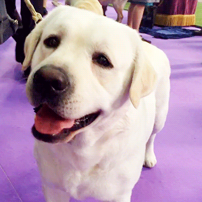 Yellow Lab GIFs - Find & Share on GIPHY