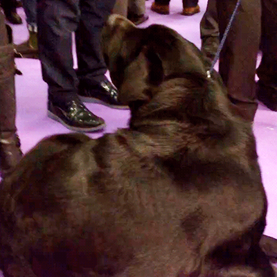 Dog Show GIF by Westminster Kennel Club - Find & Share on GIPHY