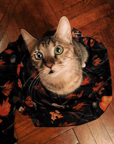 Cat Fashion GIF by ioana sopov - Find & Share on GIPHY
