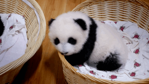 Panda GIF by Nat Geo Wild - Find & Share on GIPHY