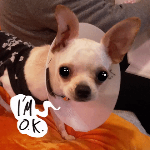 Micro Dog GIFs - Get the best GIF on GIPHY