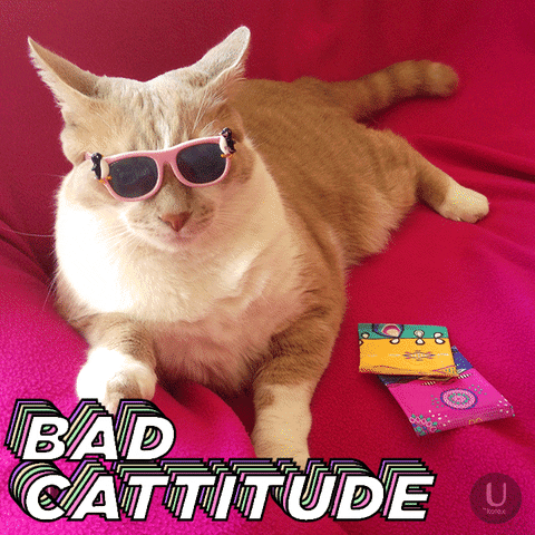 Bad Cattitude GIFs - Get the best GIF on GIPHY