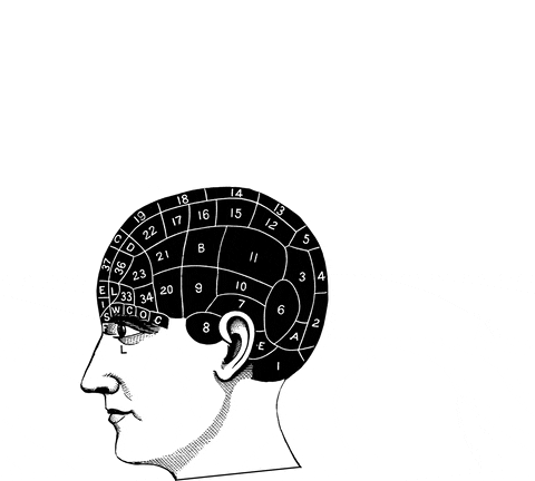 Phrenology Head GIFs - Get the best GIF on GIPHY