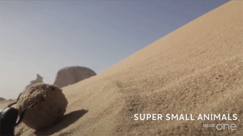 BBC GIF - Find & Share on GIPHY