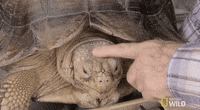 Awkward Turtle Gif