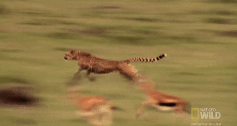 Cheetah Chasing Gif