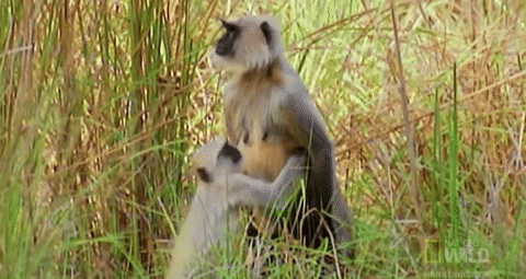 Worldâ S Deadliest Hug GIF by Nat Geo Wild - Find & Share on GIPHY