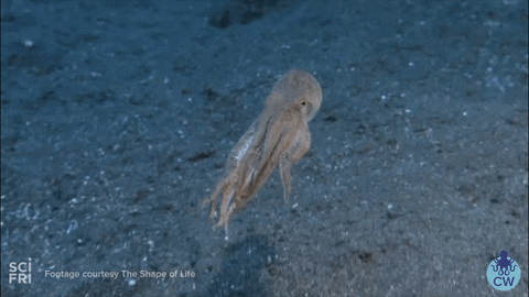 Cephalopodweek GIFs - Get the best GIF on GIPHY