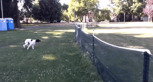 Front Flip Dog GIF by Mashable - Find & Share on GIPHY
