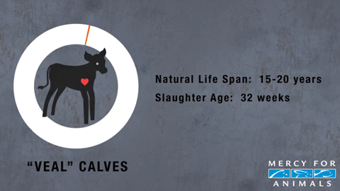 Cut Short GIFs - Get the best GIF on GIPHY