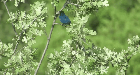Valley Oak La Trees GIF by alixmcalpine - Find & Share on GIPHY