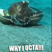 Nope Octopus Reaction Gifs Nope Octopus GIFs Find & Share On GIPHY