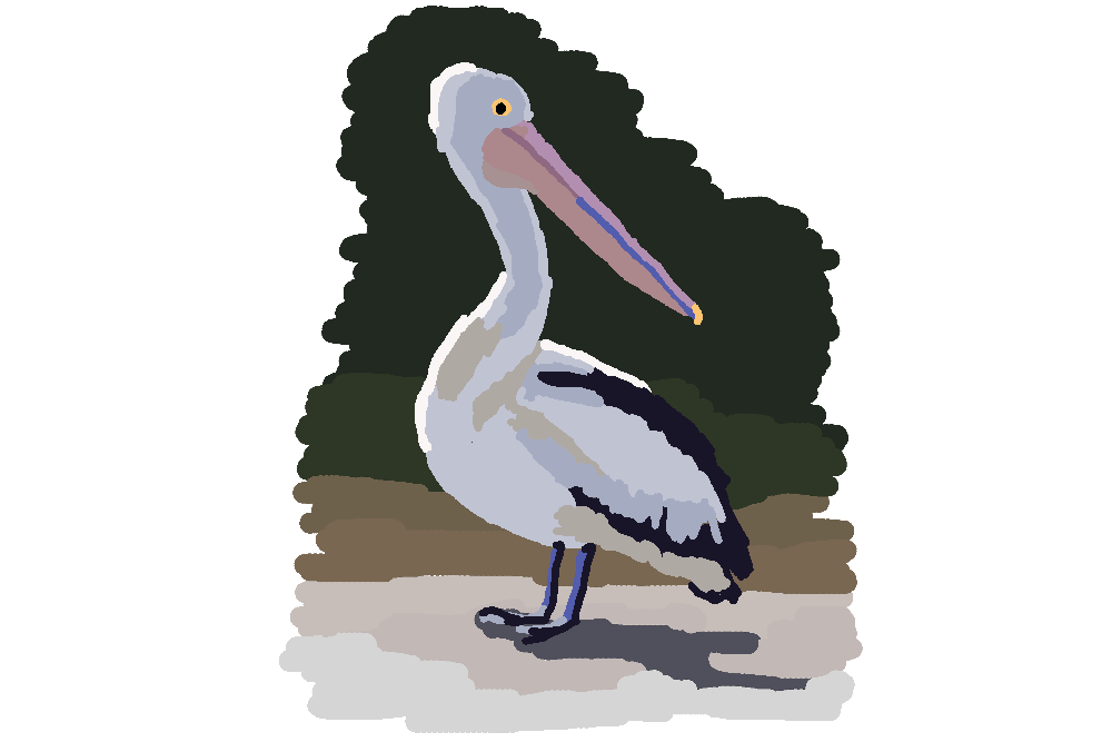 Bird Pelican Sticker by Marc Lariviere for iOS & Android | GIPHY