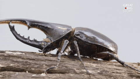 Hercules-beetle GIFs - Get the best GIF on GIPHY