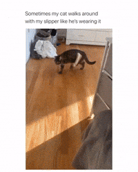 Cat Walking Gif