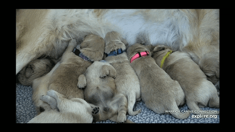 Today is National Puppy Day! I don't have a puppy, but here are some ...