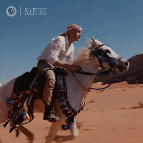 Arabian Horse GIFs - Find & Share on GIPHY