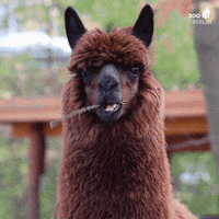 Alpaca Fabulous Gif