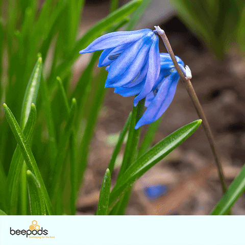 Purple Flower GIFs - Get the best GIF on GIPHY