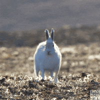 Bunny Hop Dance Gif