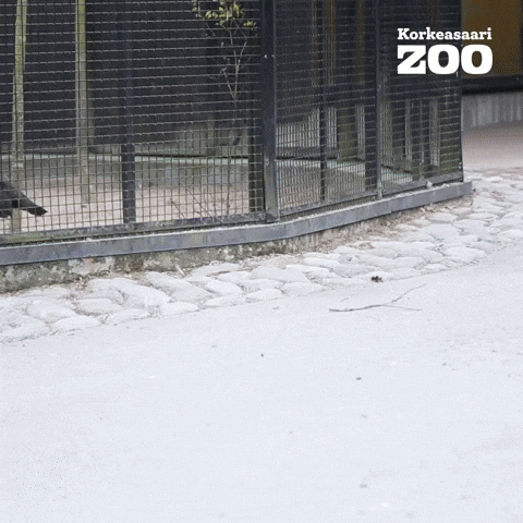 Korkeasaari Zoo GIFs on GIPHY - Be Animated