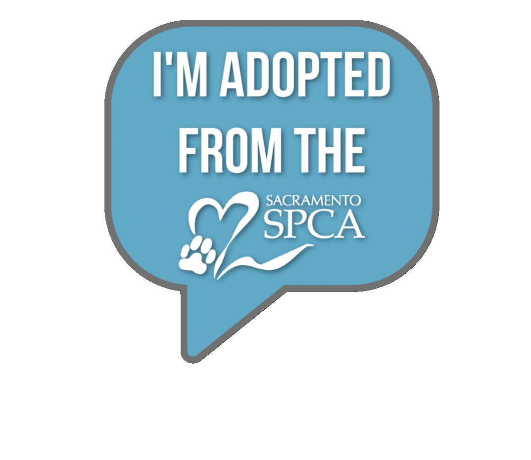 Sspca Sticker by Sacramento SPCA for iOS & Android | GIPHY