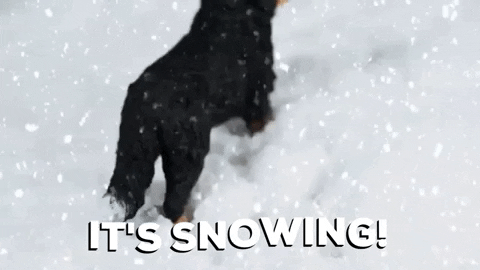 Bernese Mountain Dog GIF by Skint Dressage Daddy - Find & Share on GIPHY