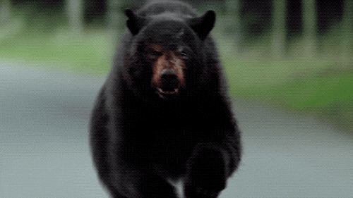 Patient Bear Gif