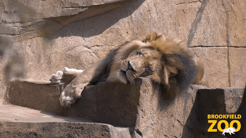 Sleepy Lion GIF by Brookfield Zoo - Find & Share on GIPHY