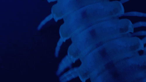 Deep Look GIFs on GIPHY - Be Animated